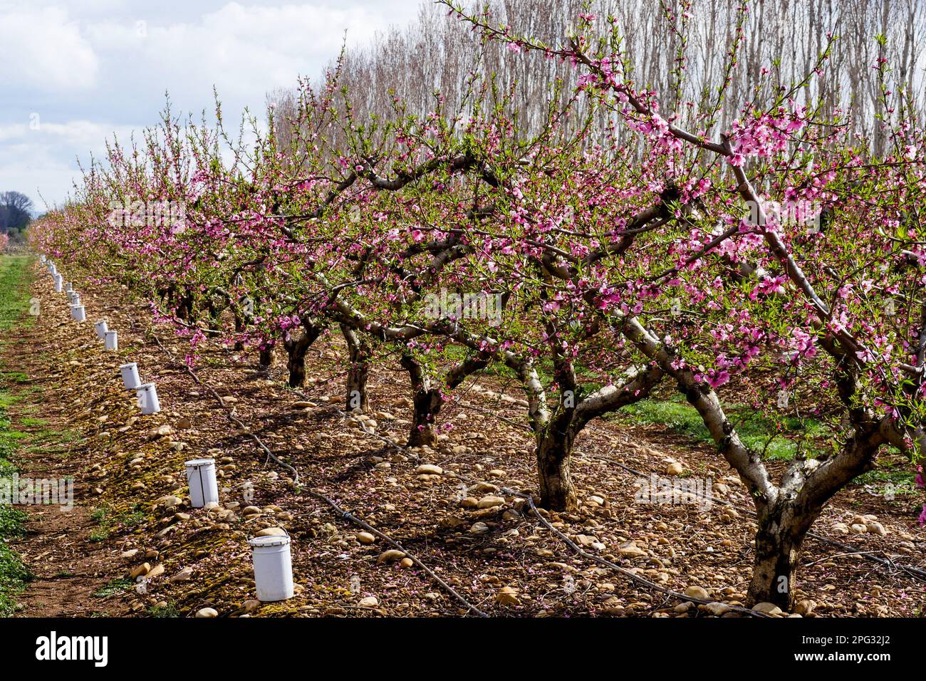Flowering peach trees, peach trees plantation, Mouries, Bouches-du ...