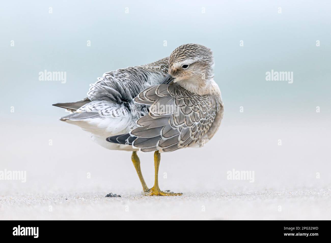 Red Knot (Calidris canutus) Adult preening. Denmark Stock Photo - Alamy