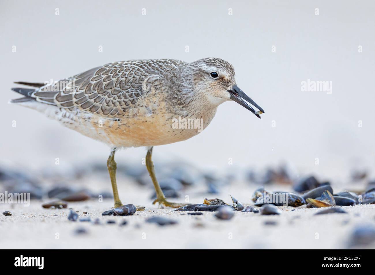 The Red Knot (Calidris canutus) skillfully opens even the smallest ...