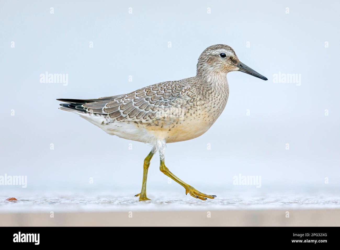 A Red Knot (Calidris canutus) in transitional dress from summer to ...