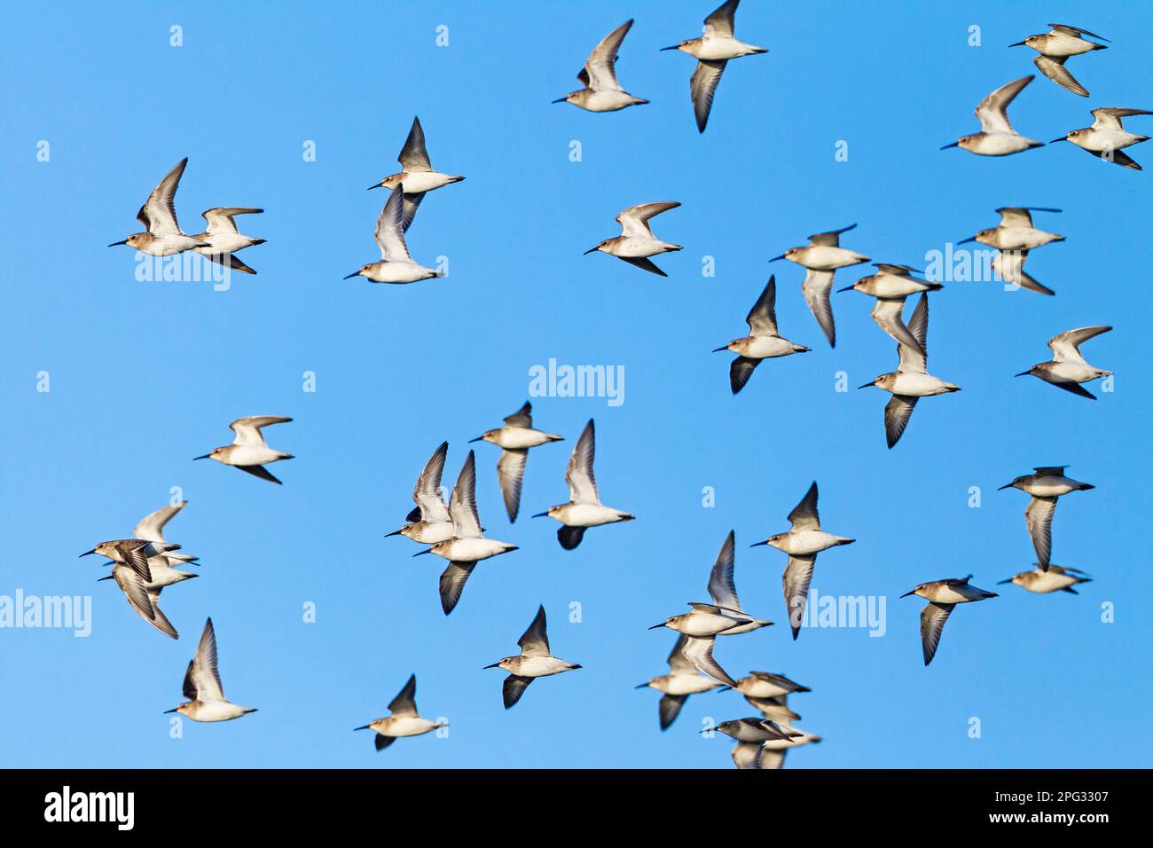 Dunlin (Calidris alpina). Flock in flight during migration. Germany ...