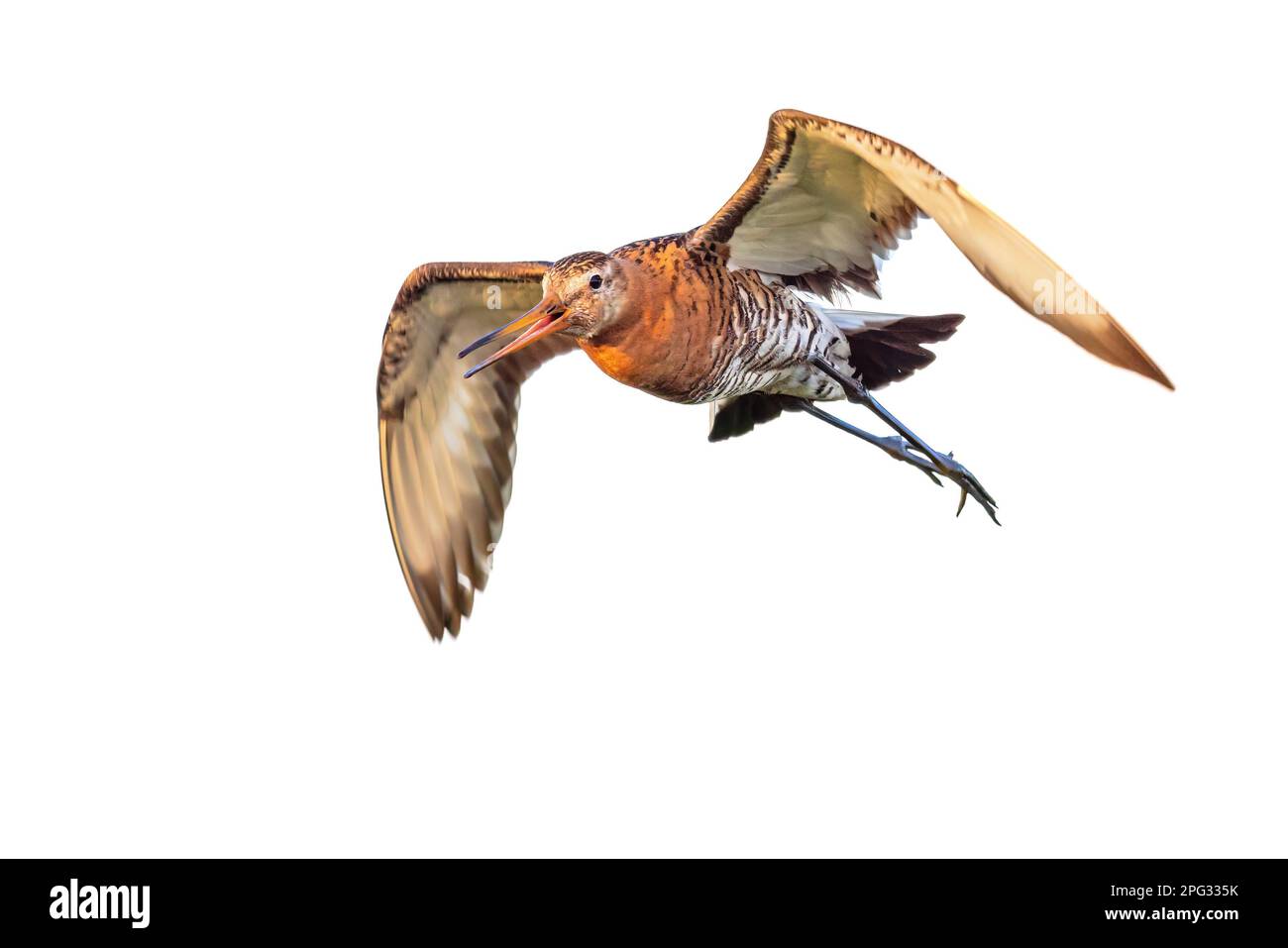 Black-tailed Godwit (Limosa limosa) wader bird flying isolated on white ...