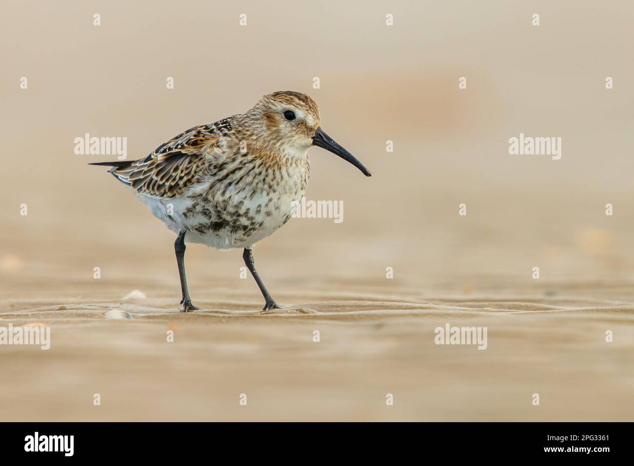 Dunlin (Calidris alpina) small wader bird foraging on a beach during ...