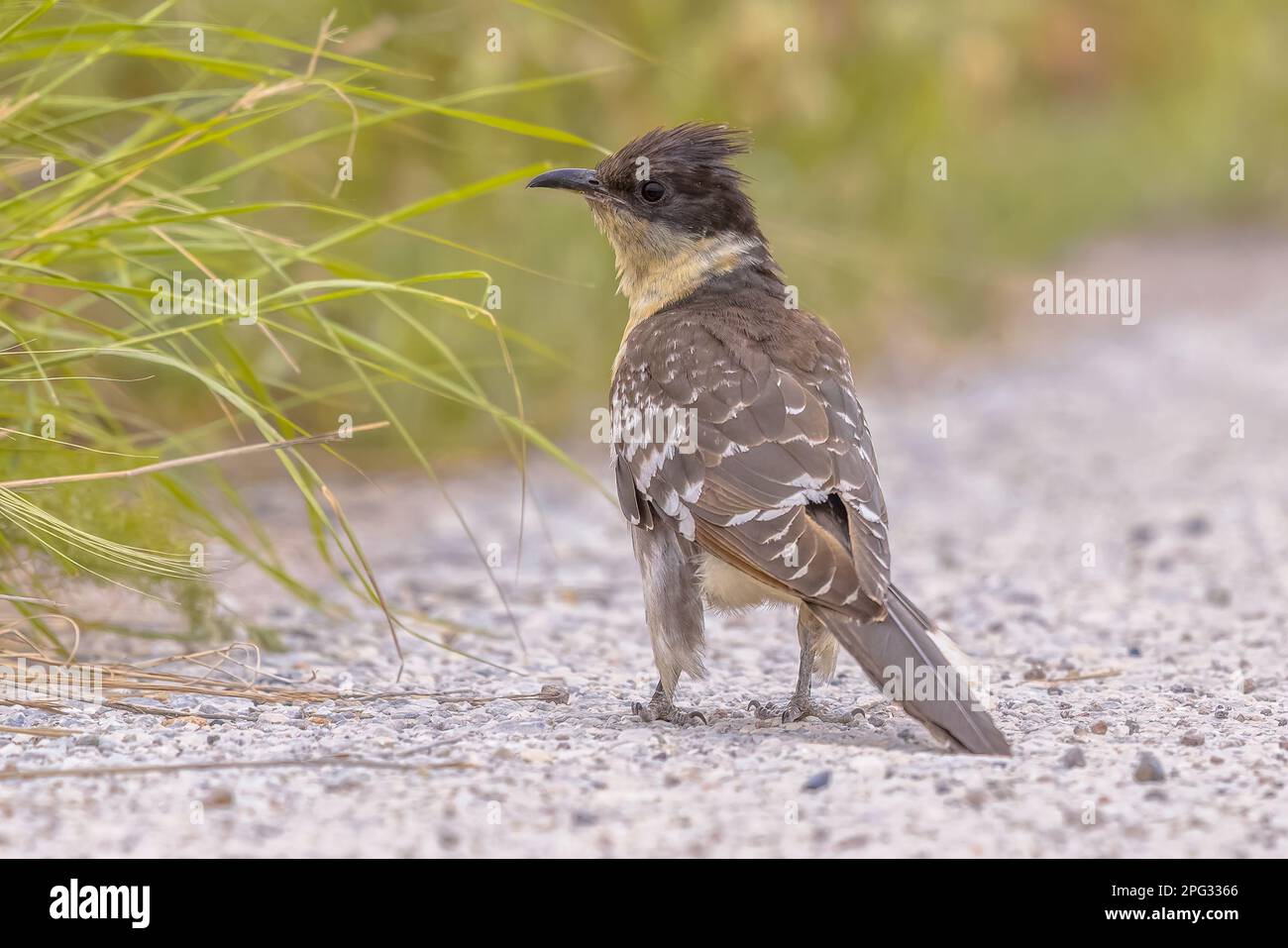 Great Spotted Cuckoo (Clamator glandarius) It is widely spread ...