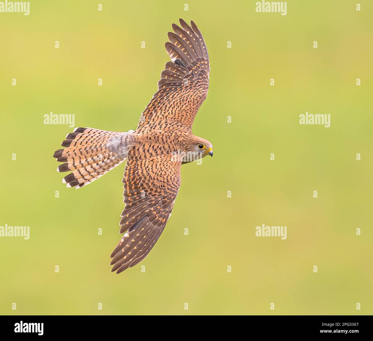 Common Kestrel (Falco tinnunculus) Female Bird Flying against Bright ...