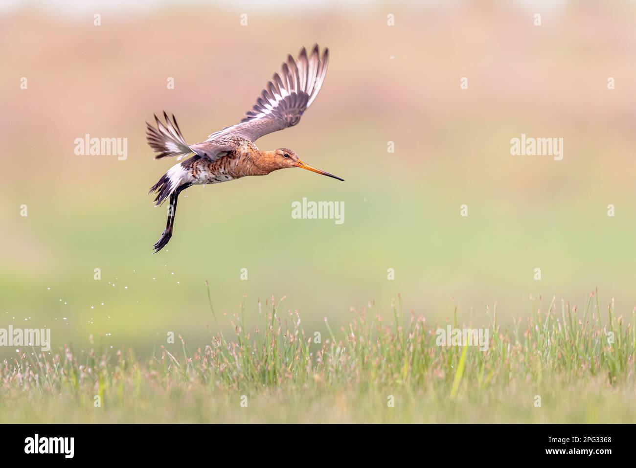 Black-tailed Godwit (Limosa limosa) wader bird preparing for landing ...
