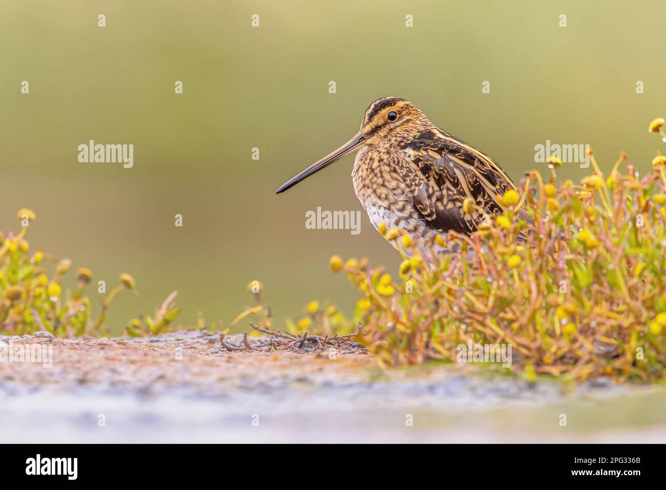 Common snipe (Gallinago gallinago) is a small, stocky wader bird native ...