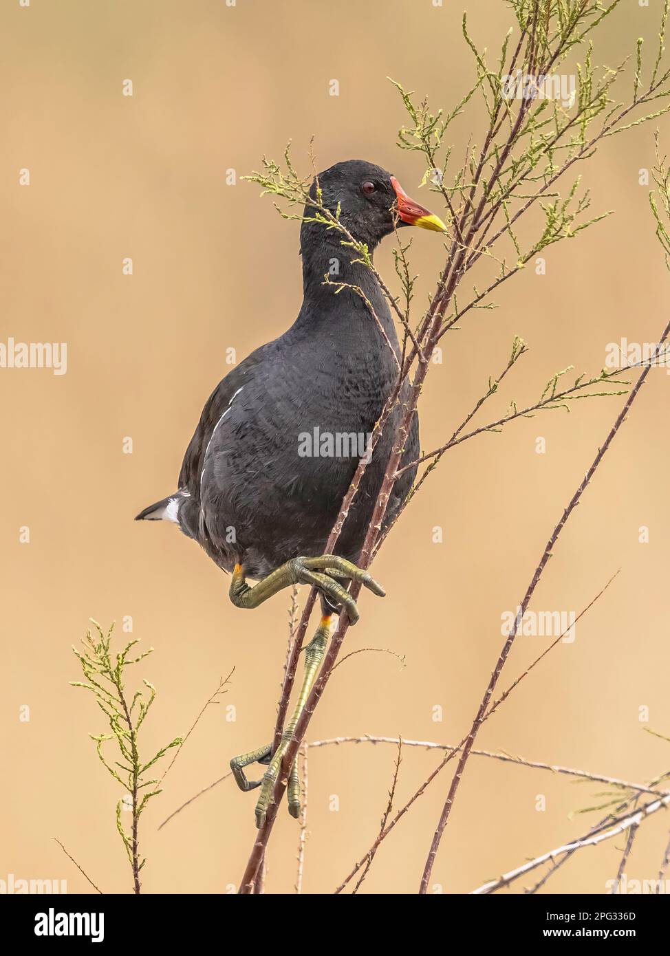 Common moorhen (Gallinula chloropus) waterfowl bird eating leaves of a ...