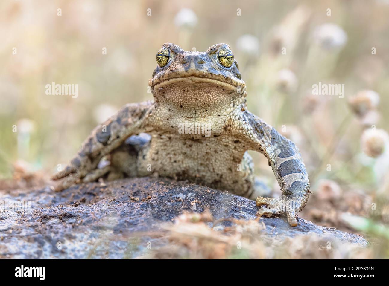 Green toad (Bufotes viridis) sitting on stone in grass in a backyard ...