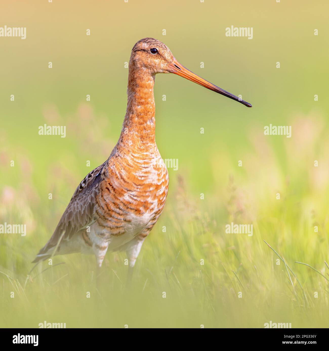 Majestic Black-tailed Godwit (Limosa limosa) wader bird looking in the ...
