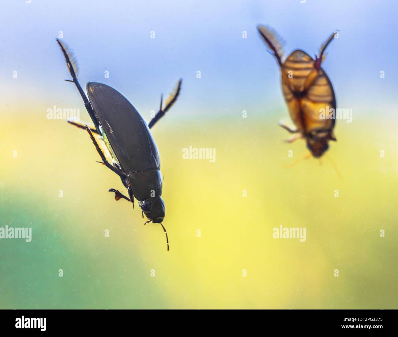 Great silver water beetle (Hydrophilus piceus) diving in freshwater ...
