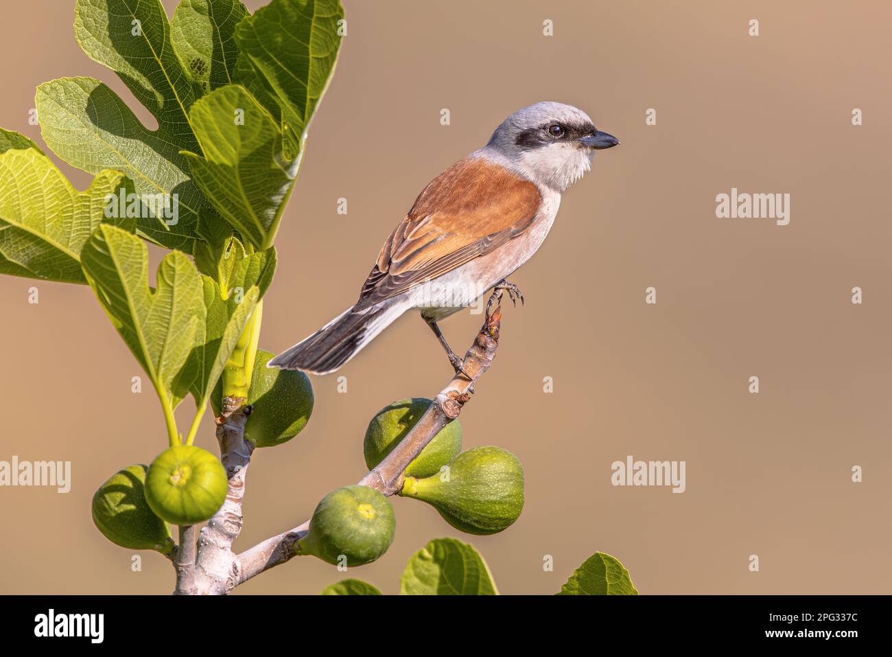 Red-Backed Shrike (Lanius collurio) perched on branch. This is a ...