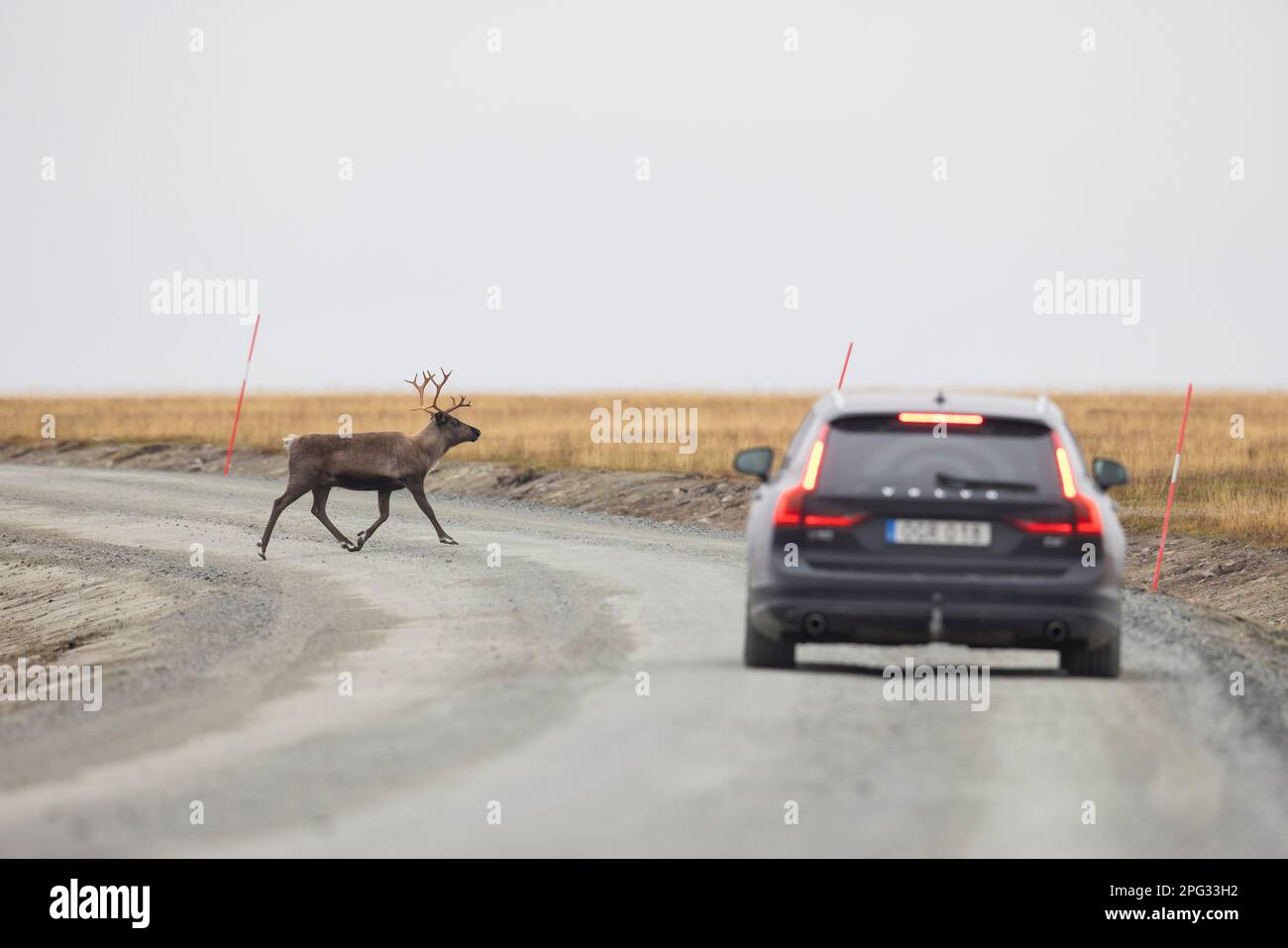 Reindeer (Rangifer tarandus) crossing the road. Lapland, Sweden Stock ...