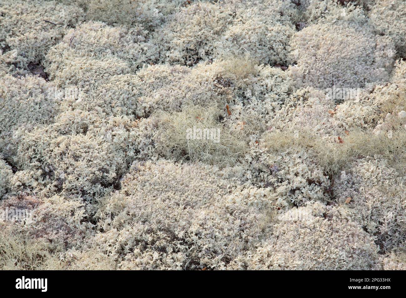 Reindeer Lichen (Cladonia rangiferina). Lapland, Sweden Stock Photo - Alamy