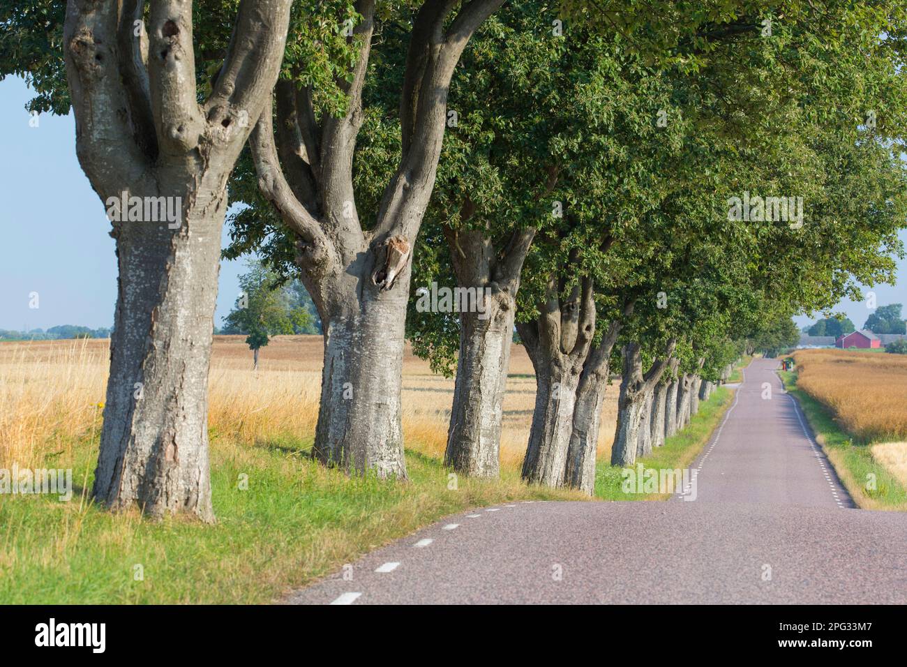 Whitebeam (Sorbus aria). Country road lined with Whitebeam trees ...