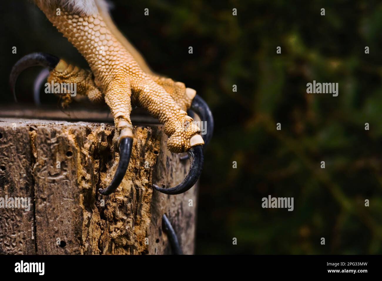 Close-up of the sharp claws and foot of an osprey (Pandion haliaetus ...