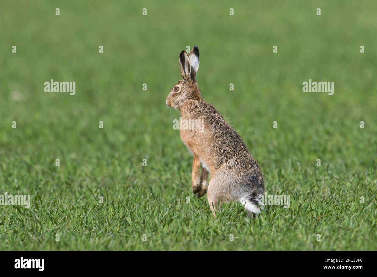 European Hare (Lepus europaeus). Adult, standing alert on hind legs in ...