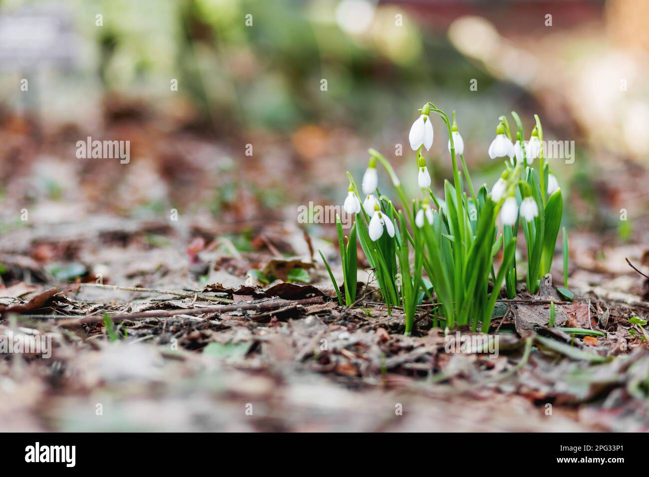 Snowdrop (Galanthus) flowers makes the way through fallen leaves ...
