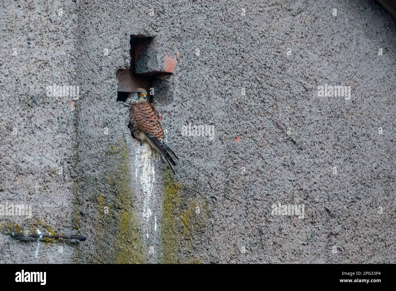 A kestrel at the breeding cave Stock Photo - Alamy
