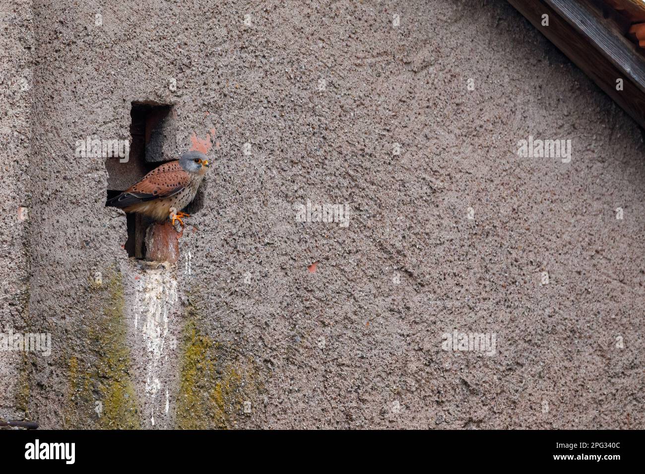 A kestrel at the breeding cave Stock Photo - Alamy