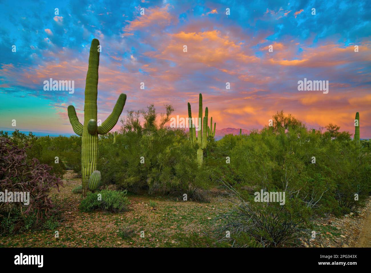 Saguaro and storm hi-res stock photography and images - Alamy