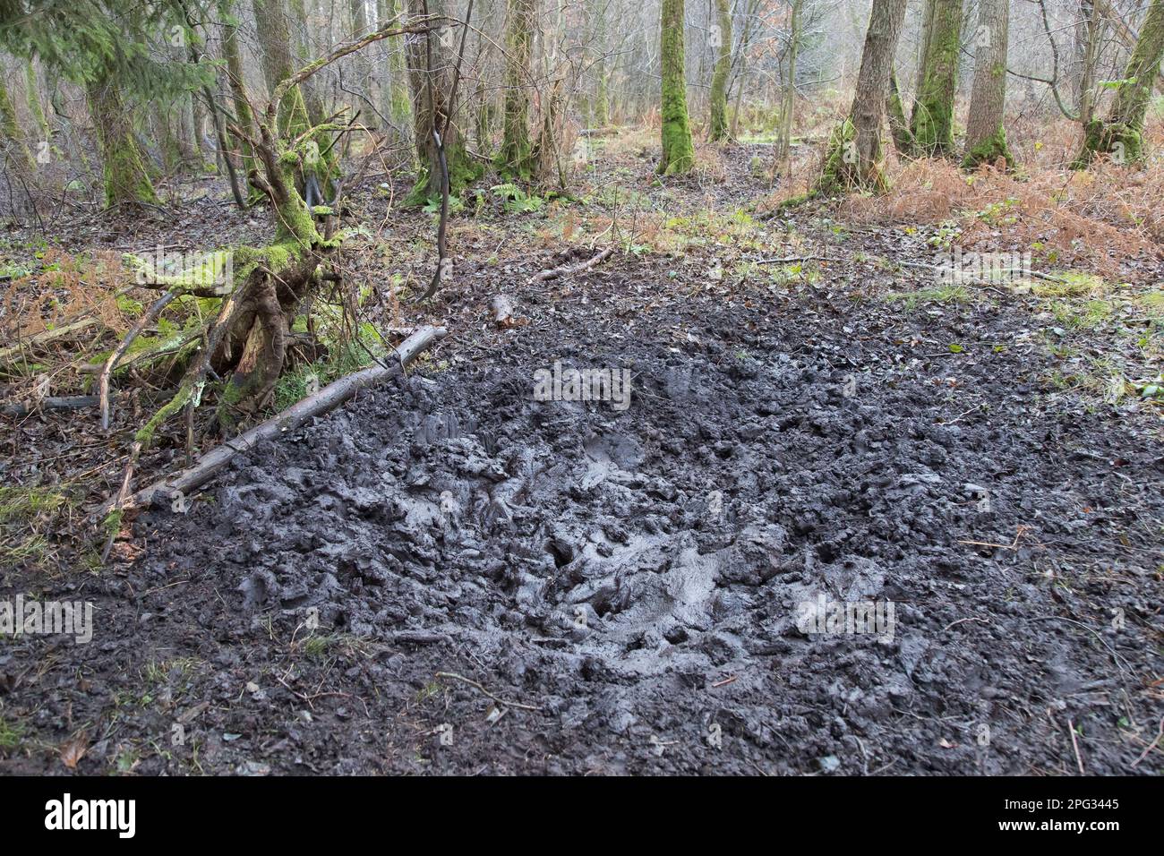 Muddy pool of Wild Boars (Sus scrofa) in a forest. Germany Stock Photo ...