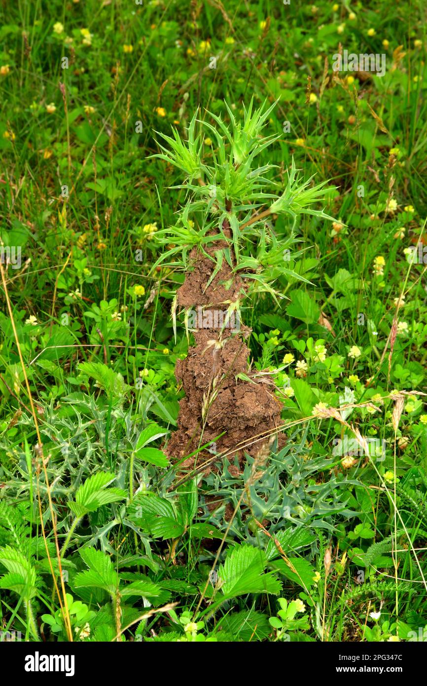 Mound Ant, Yellow Turf Ant, Yellow Ant, Yellow Meadow Ant (Lasius ...