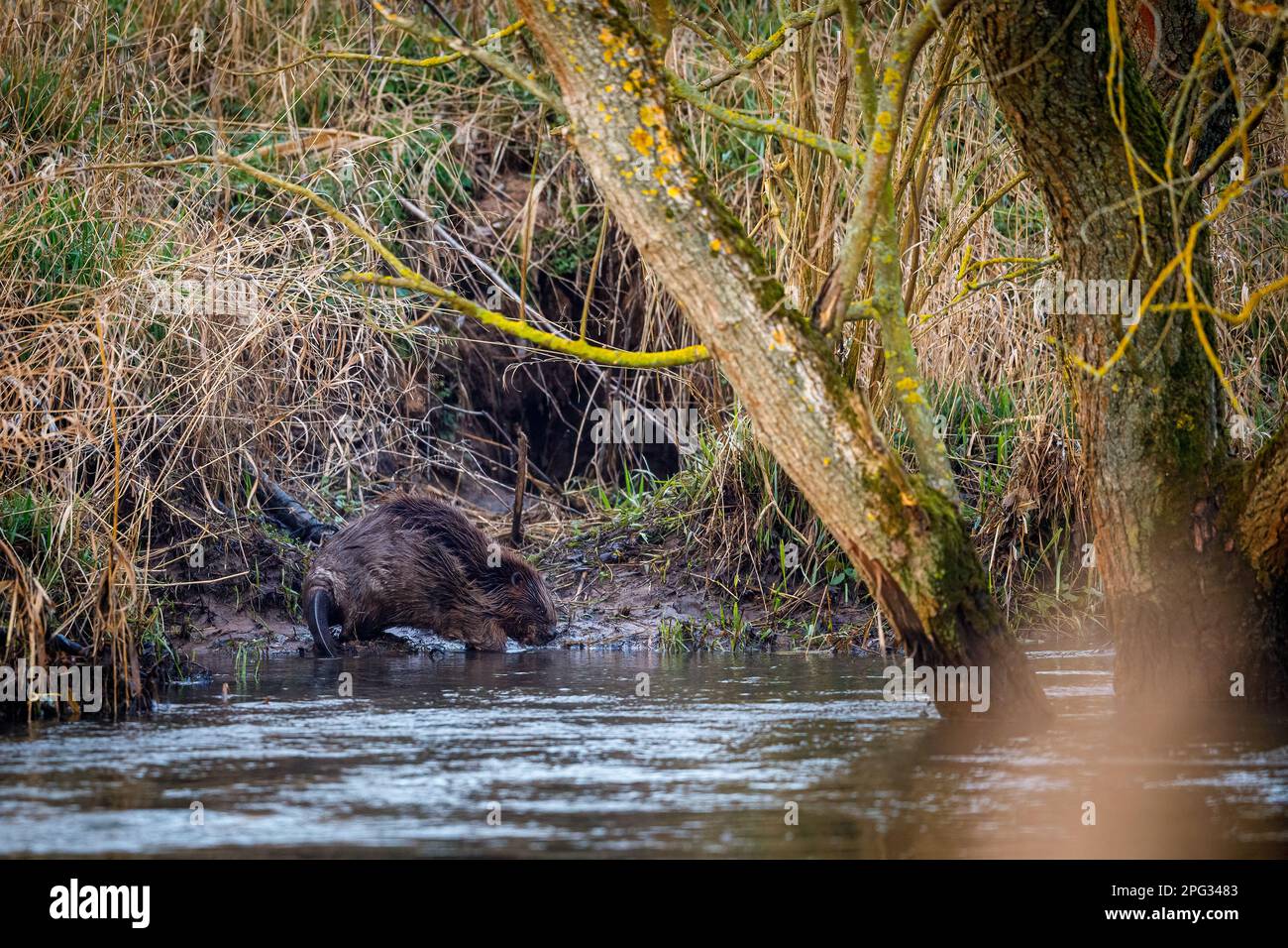 A eurasien beaver in the wild Stock Photo - Alamy
