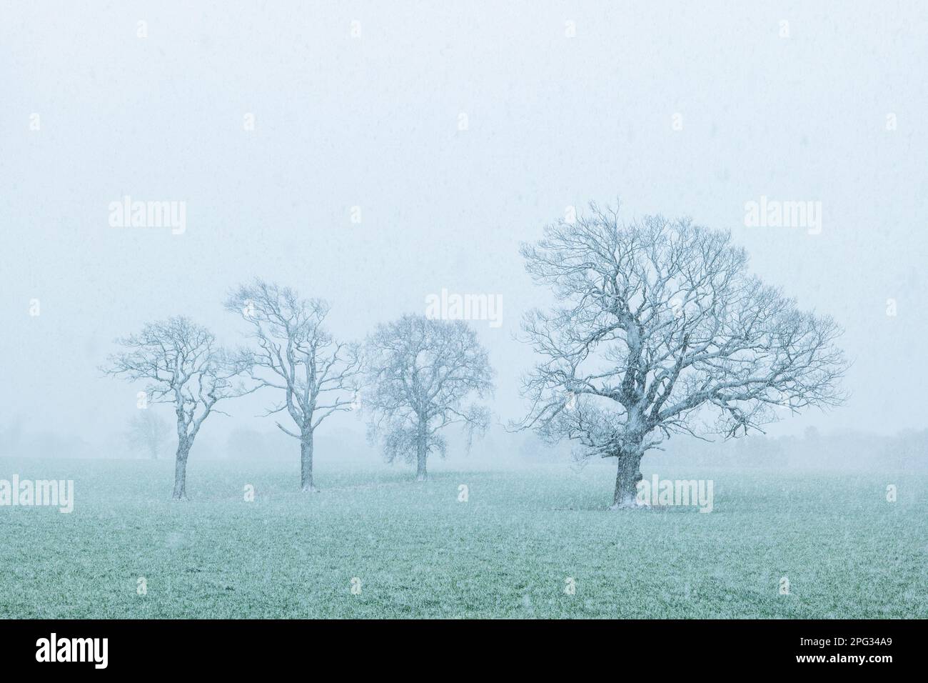 England, County Durham, Barnard Castle. A spring snowfall creates ...