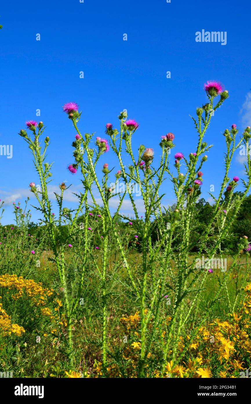 Spiny plumeless Thistle, Welted Thistle (Carduus acanthoides ...
