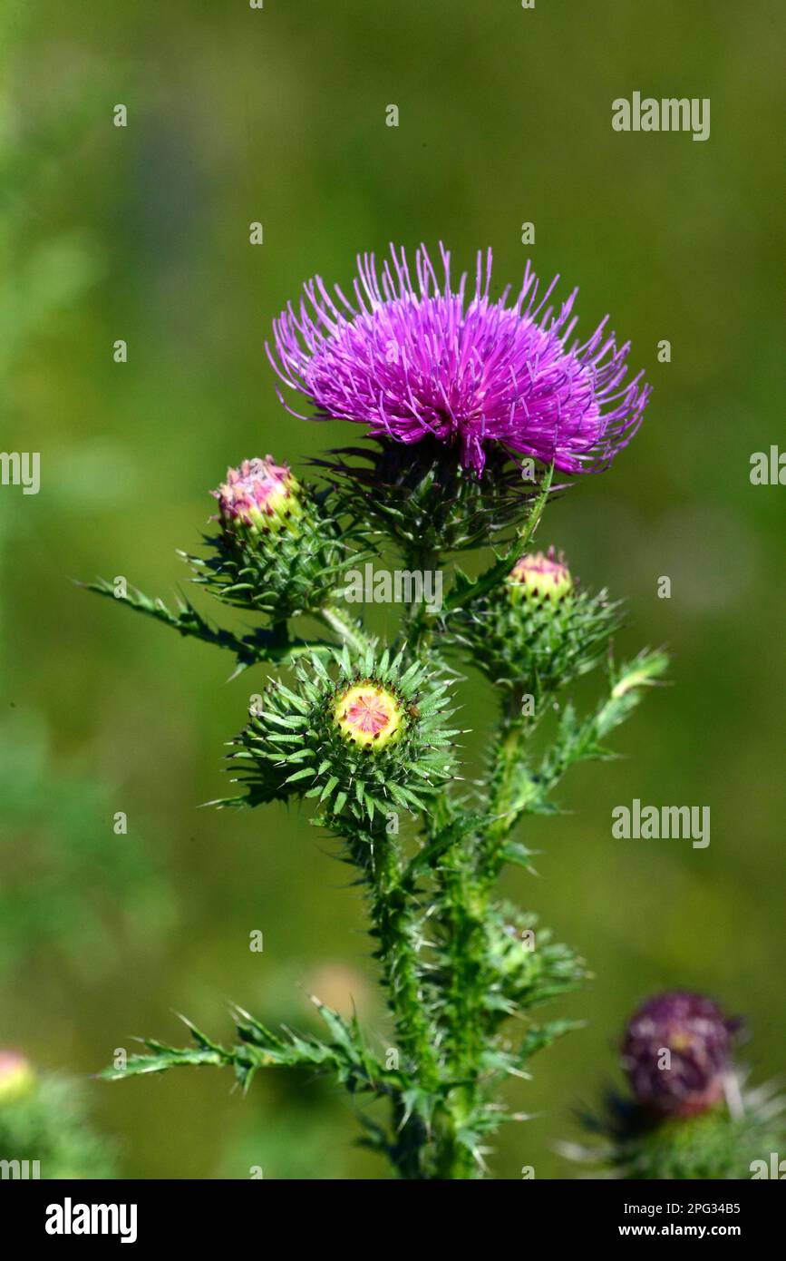 Spiny plumeless Thistle, Welted Thistle (Carduus acanthoides). Stalk ...