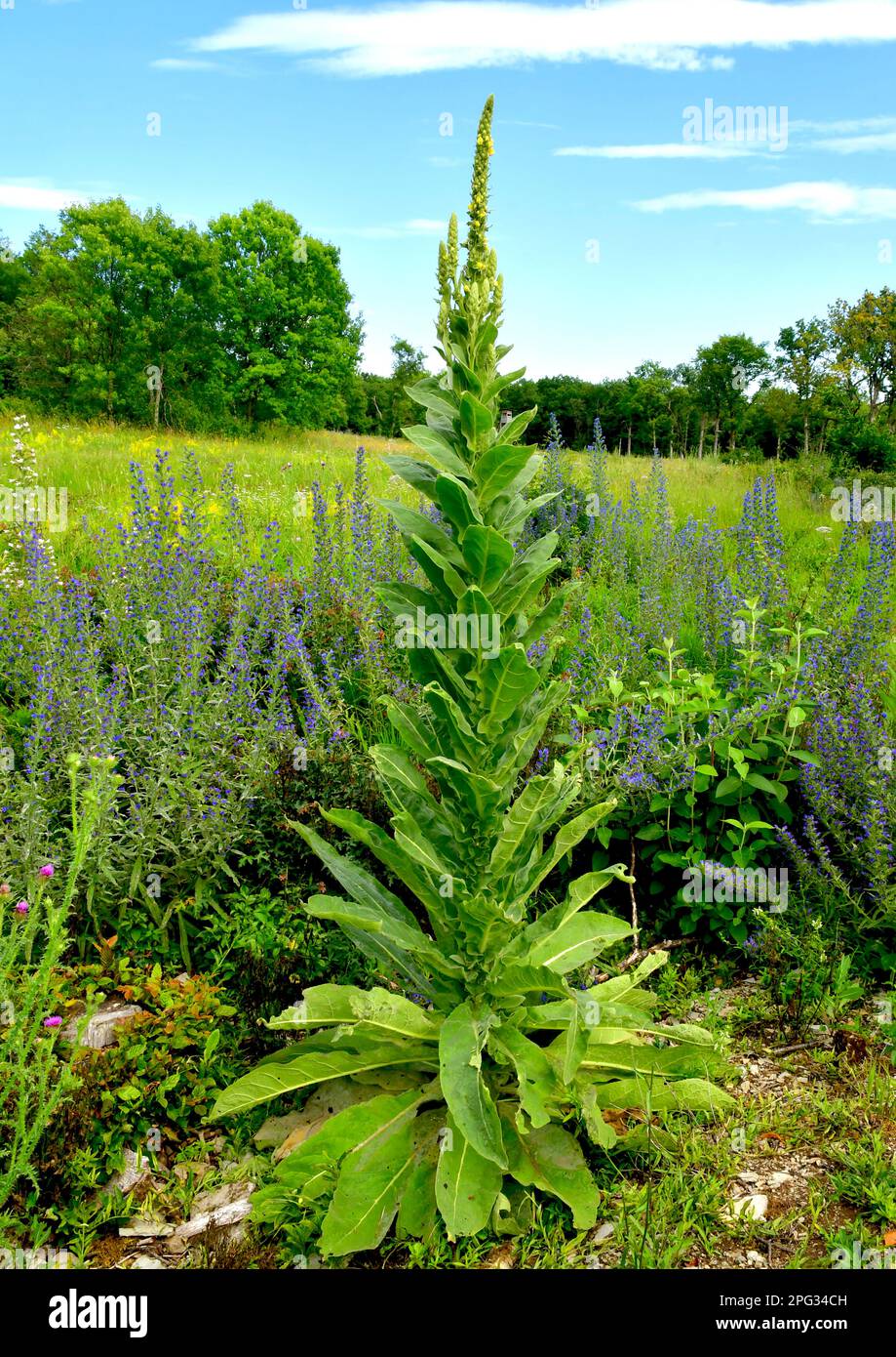 Common Mullein or Great Mullein (Verbascum thapsus). Single flowering ...