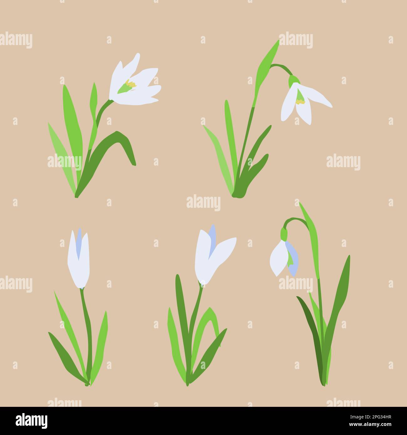 Snowdrops set. Spring time flower. Vector llustration Stock Vector ...