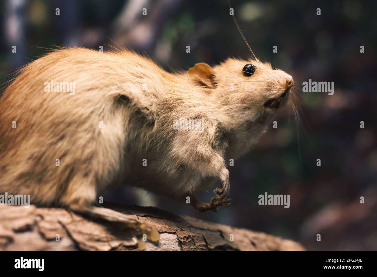 Close-up of a stuffed brown rat (Rattus norvegicus) sat on a tree ...