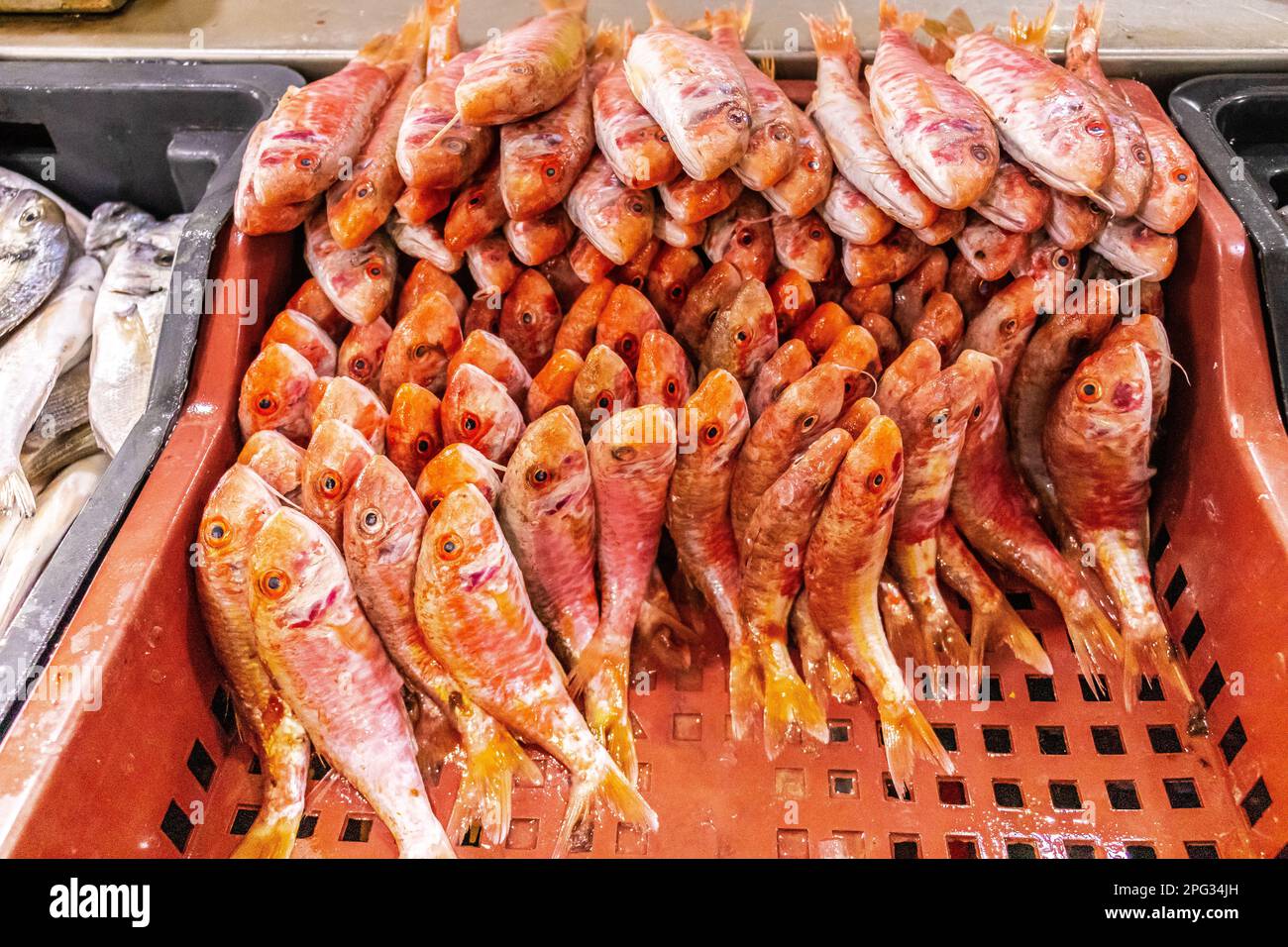 Fresh Fish from the Market. Fresh Catch of the Day Stock Photo - Alamy
