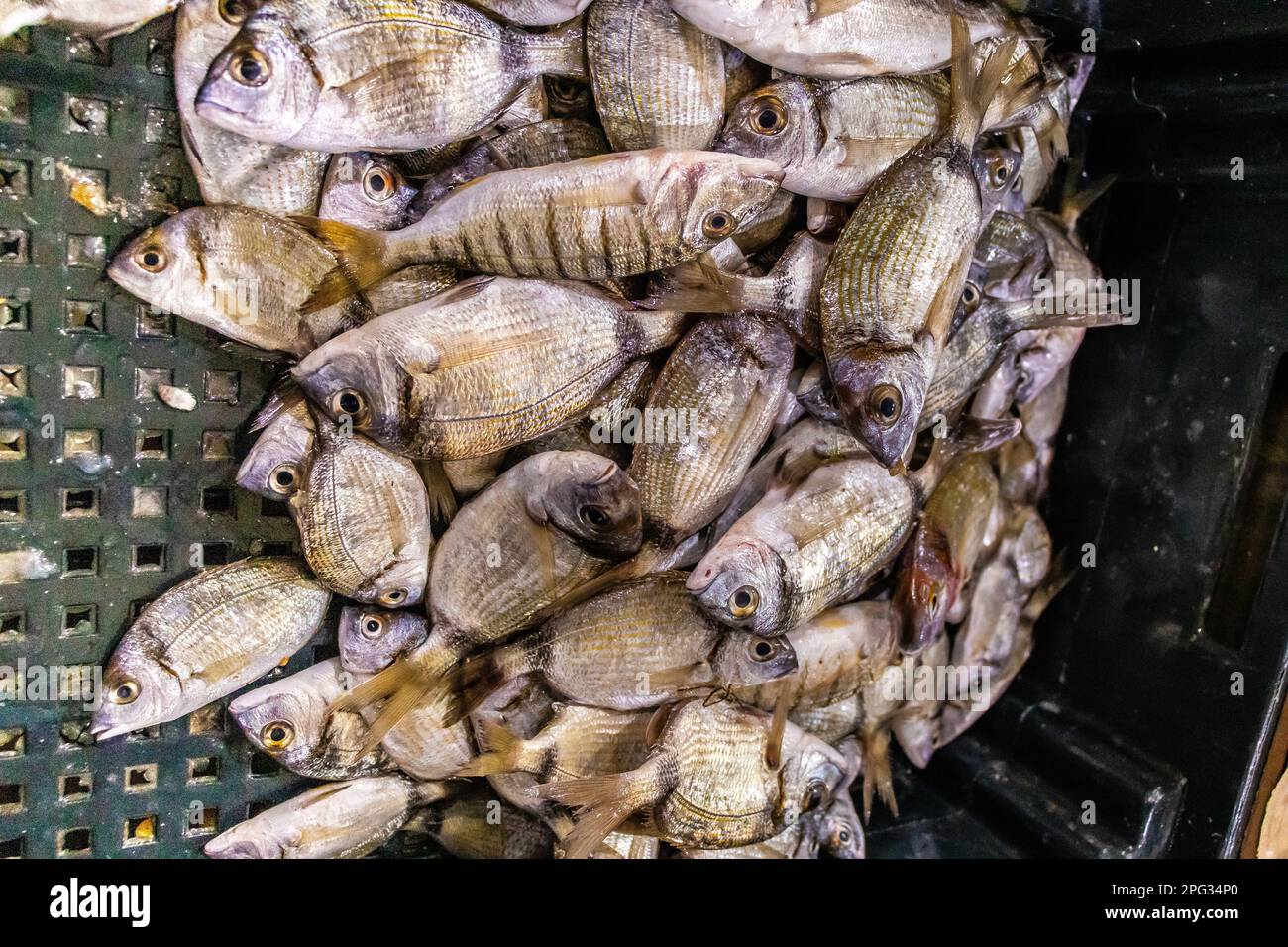 Fresh Fish from the Market. Fresh Catch of the Day Stock Photo - Alamy