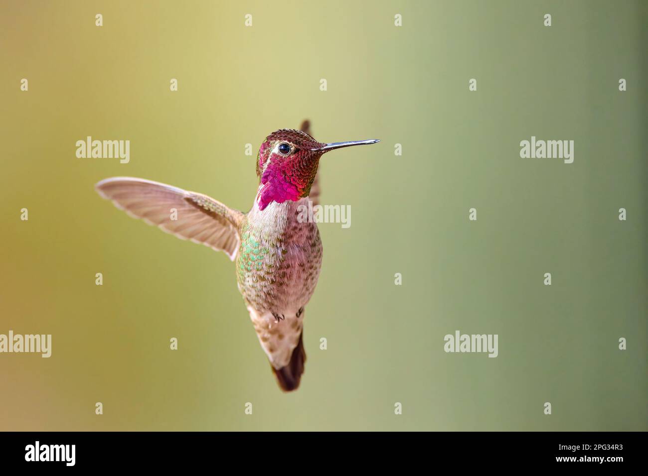 Anna hummingbird calypte anna arizona hi-res stock photography and ...