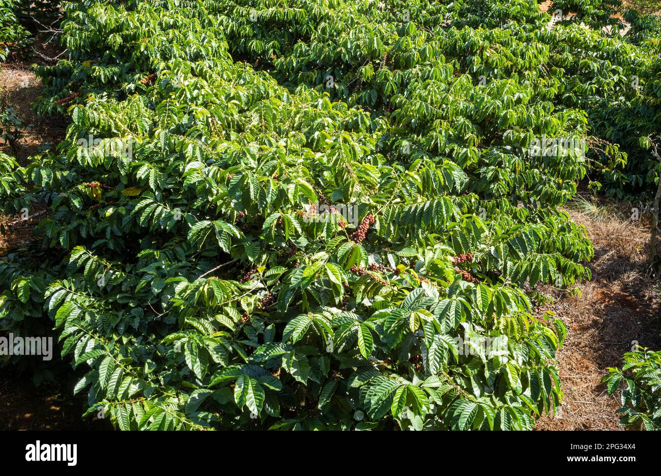 Coffee trees laden with ripe coffee cherries at the Me Linh Coffee ...