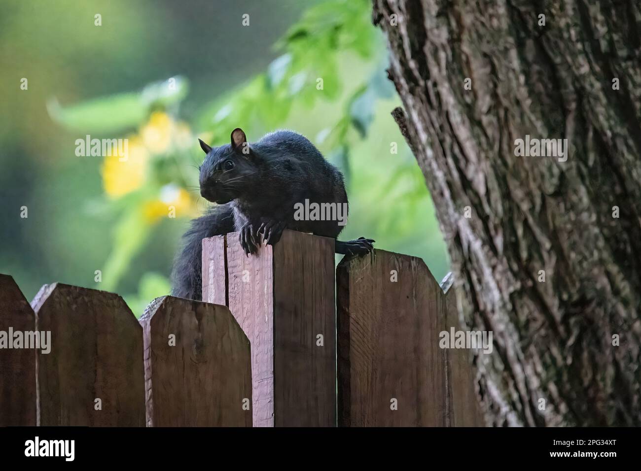 Black squirrel sitting on a fence post alongside a tree with a yellow ...
