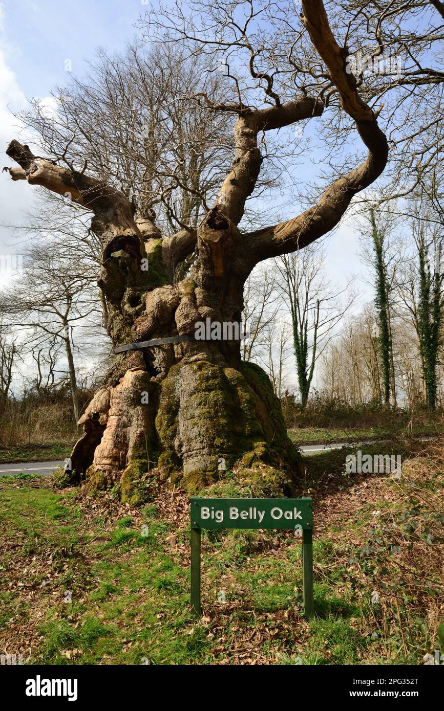 Big Belly Oak, beside the A346 road near Marlborough, Wiltshire Stock ...
