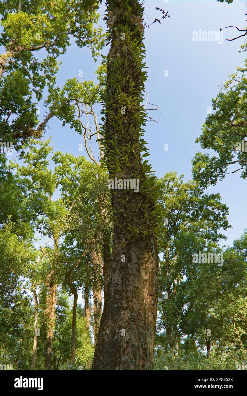 parasitic growth on forest tree trunk Stock Photo - Alamy
