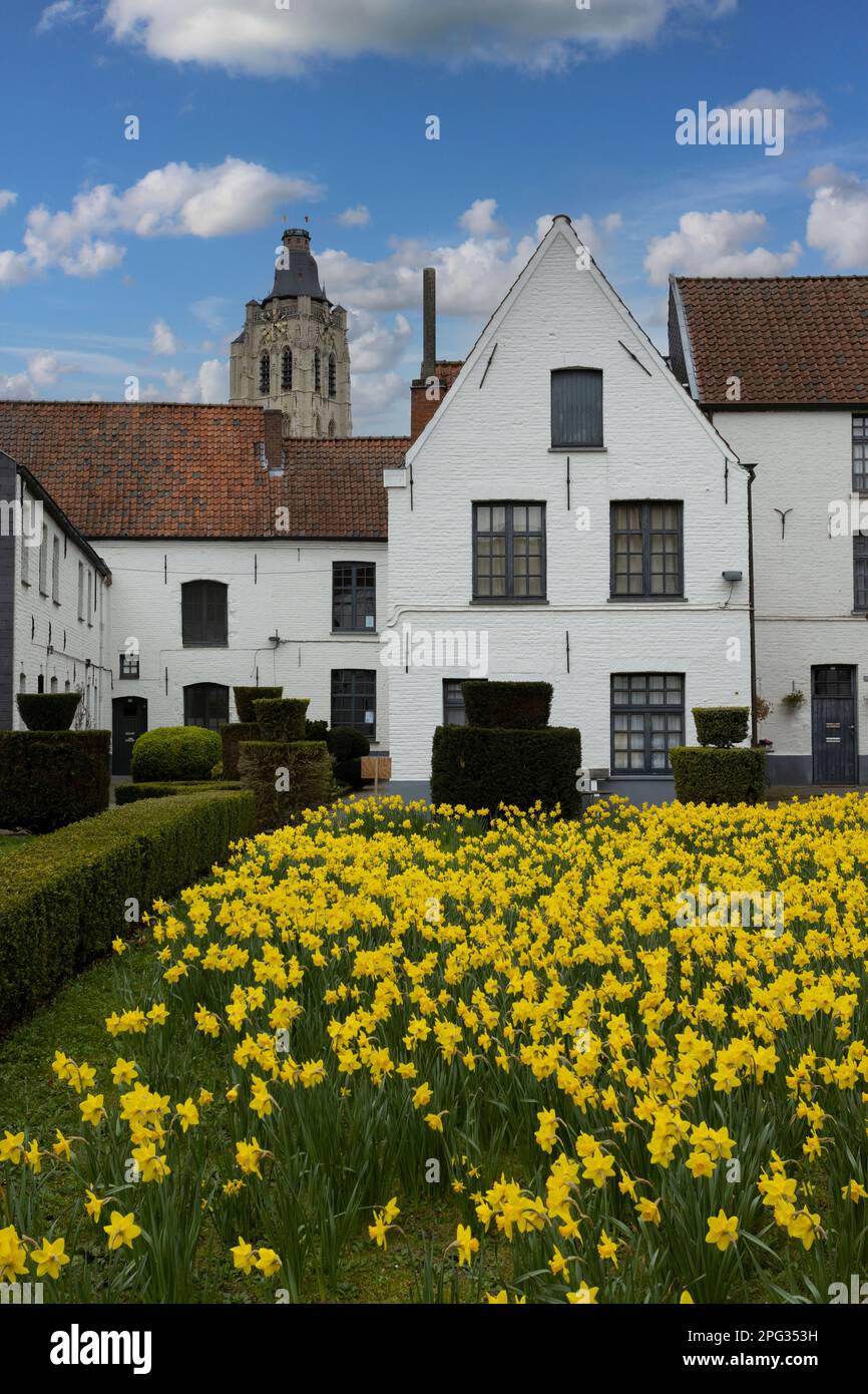 View of the historic white houses in the Beguinage in the city of ...