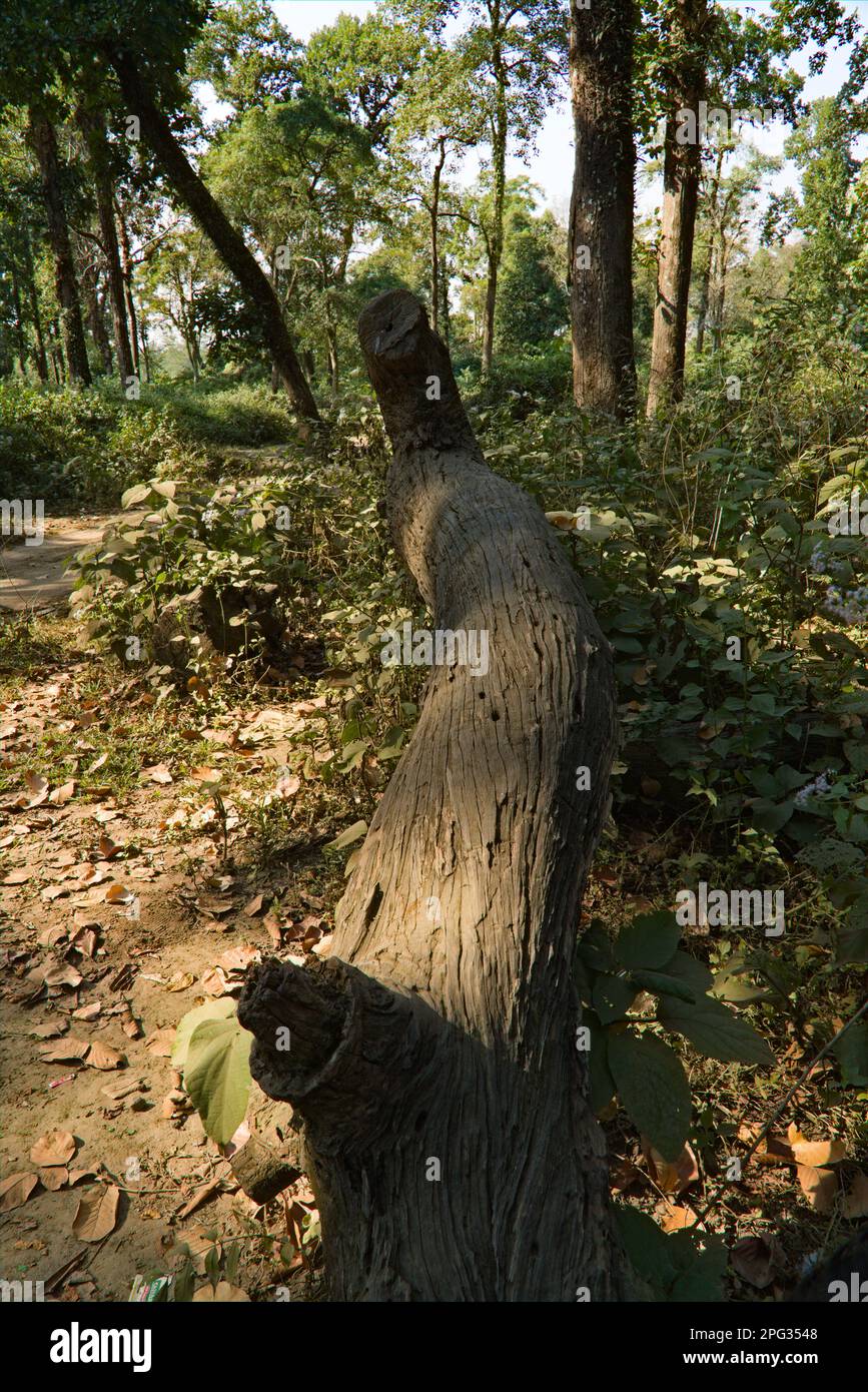 Tree log in shade hi-res stock photography and images - Alamy
