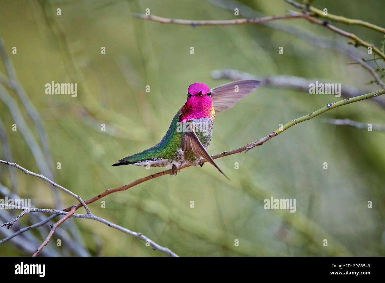 Male Anna's Hummingbird (Calypte anna) taking flight and showing Gorget ...