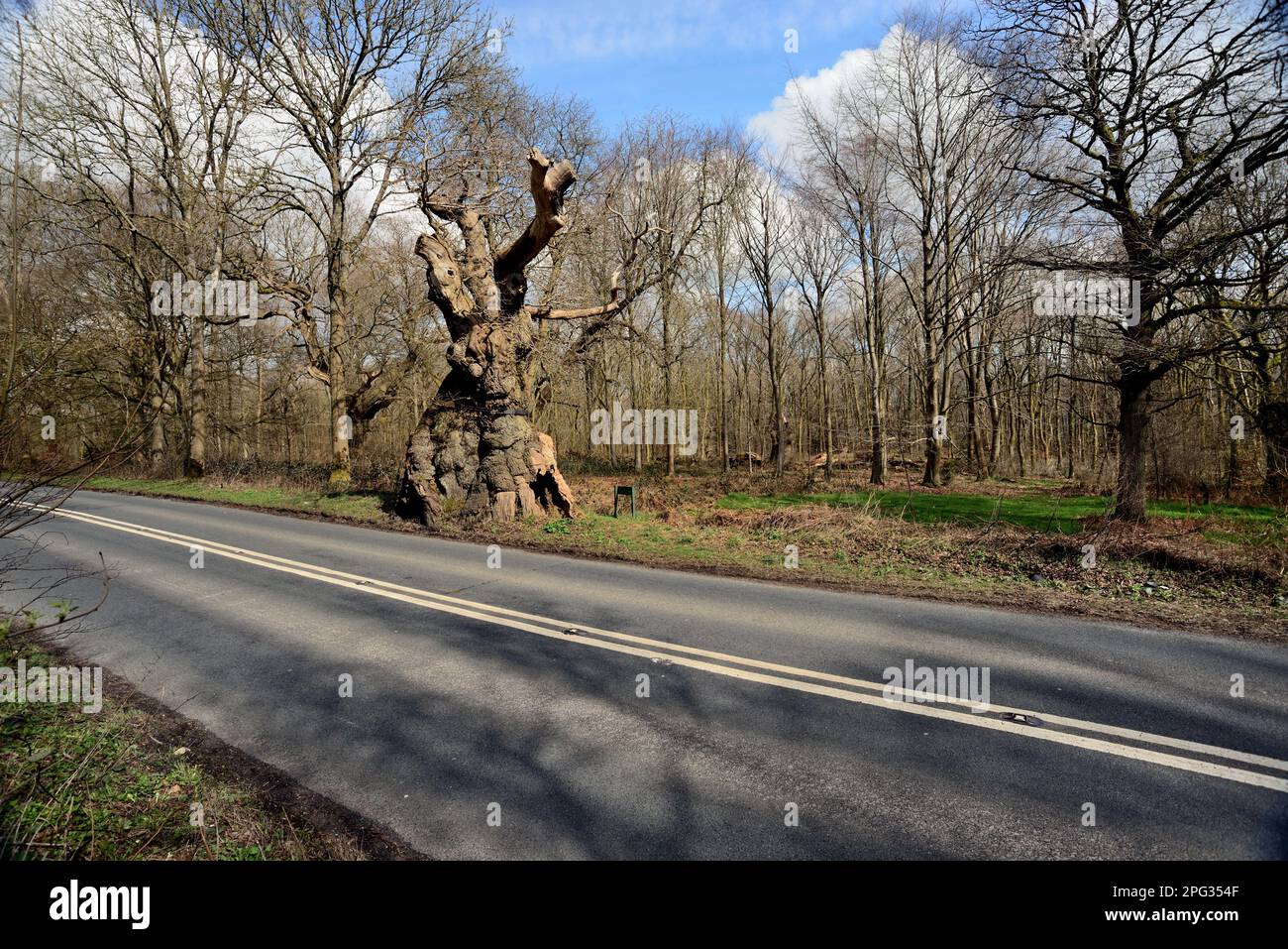 Big Belly Oak, beside the A346 road near Marlborough, Wiltshire Stock ...