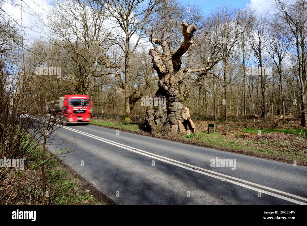 A lorry passing the Big Belly Oak, beside the A346 road near ...