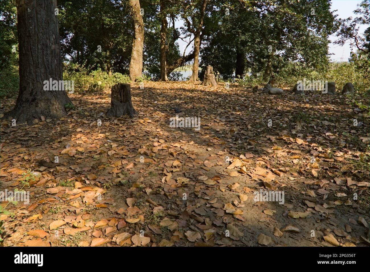 Jungle pathway hi-res stock photography and images - Alamy