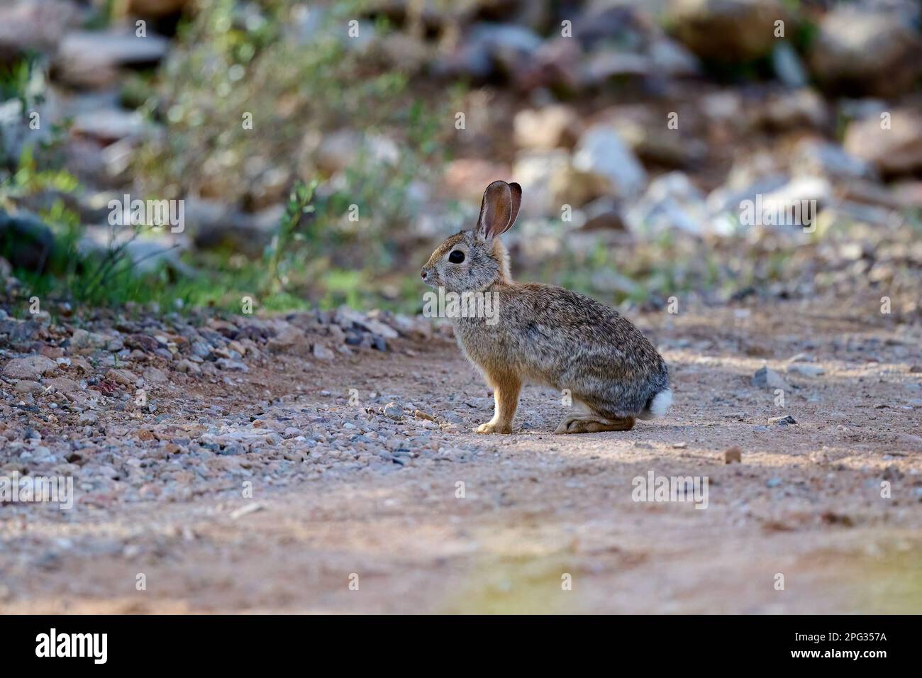 A desert cottontail rabbit, Sylvilagus audubonii, in the Sonoran Desert ...