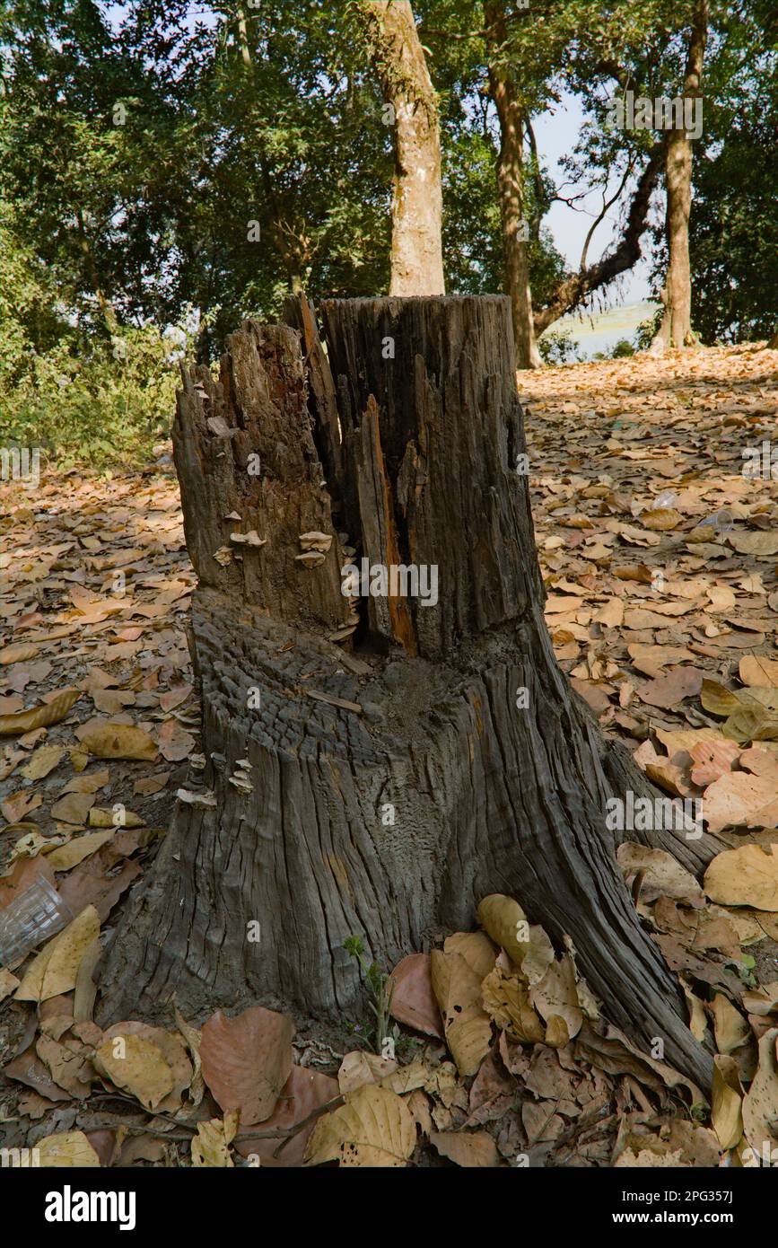tree trunk lying in the forest Stock Photo - Alamy