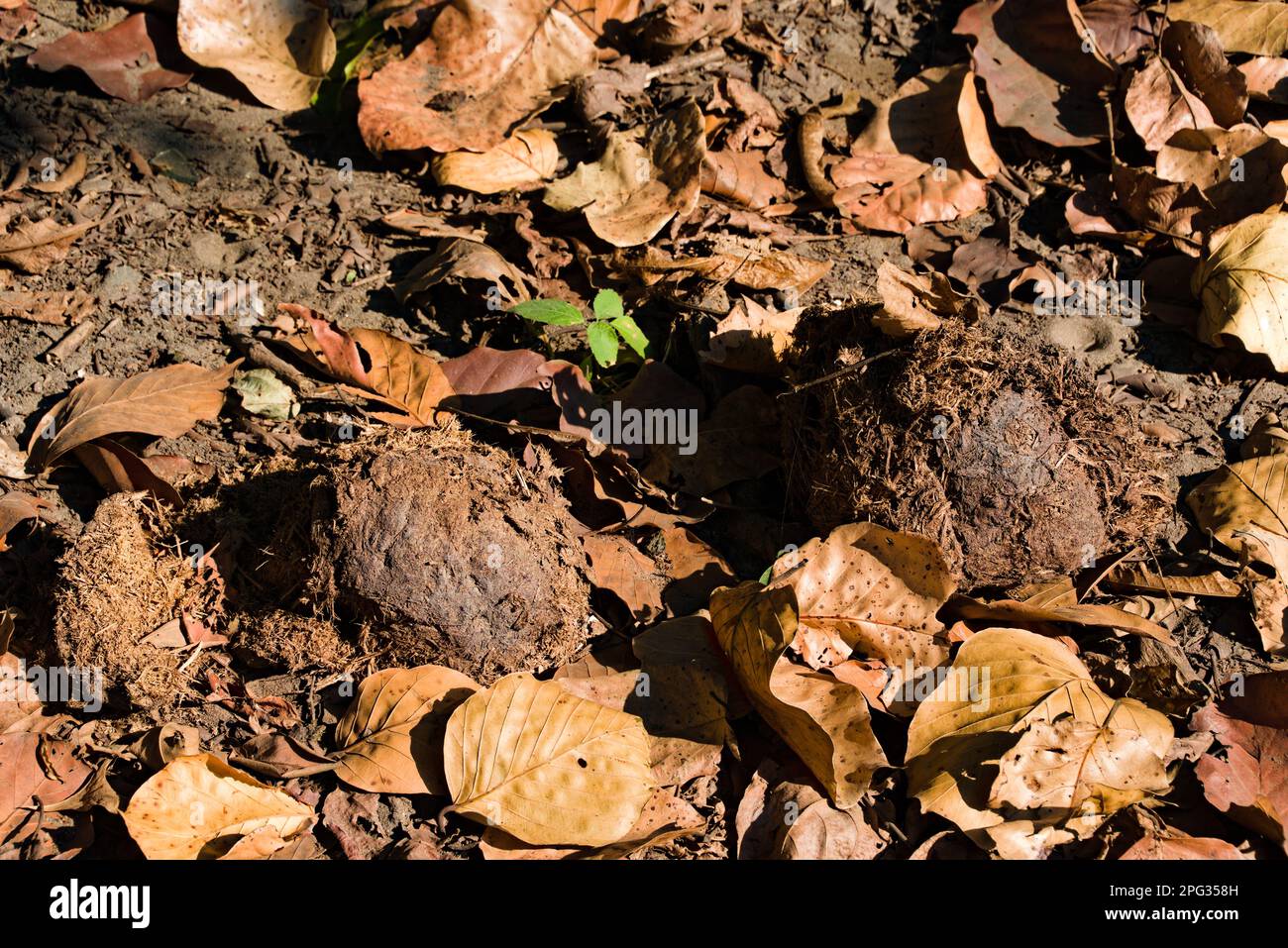 elephant dungs in the forest Stock Photo - Alamy